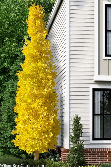 Buy Goldspire Ginkgo Tree Free Shipping Wilson Bros Gardens 3