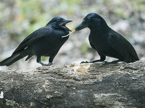 51 Birds Of New Caledonia The Worlds Rarest Birds