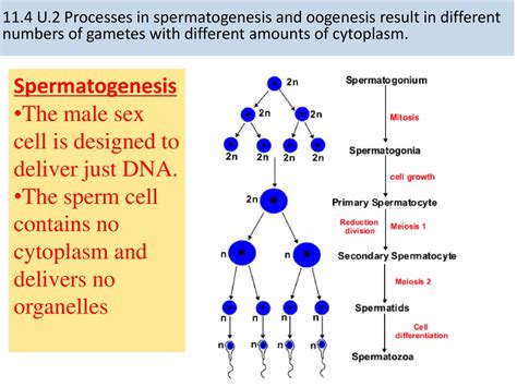 11 4 Reproduction Essential Idea Sexual Reproduction Involves The