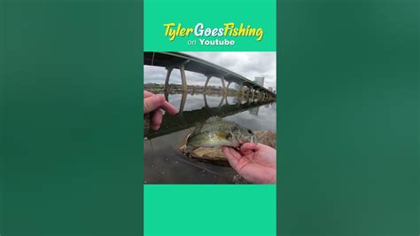 Largemouth Bass Fishing Youtube