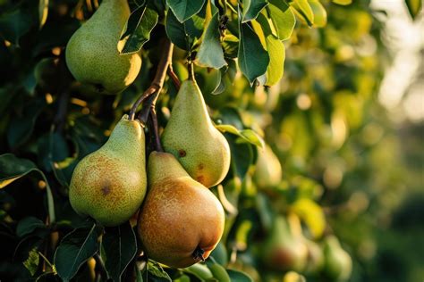 Pero: le lavorazioni prevengono la maculatura - Agronomia - AgroNotizie