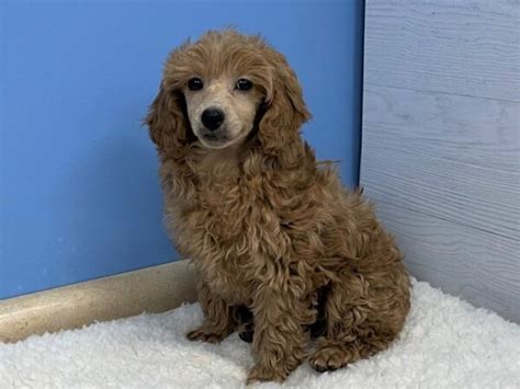 Poodle Mini Dog Female Sable 3759261 Petland Batavia Illinois