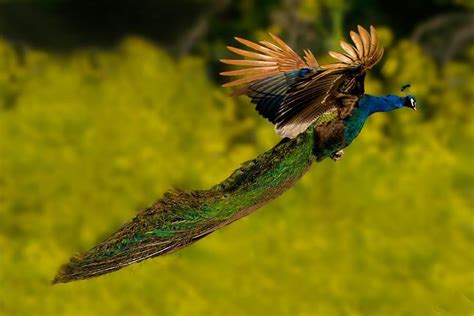 Flying Peacock