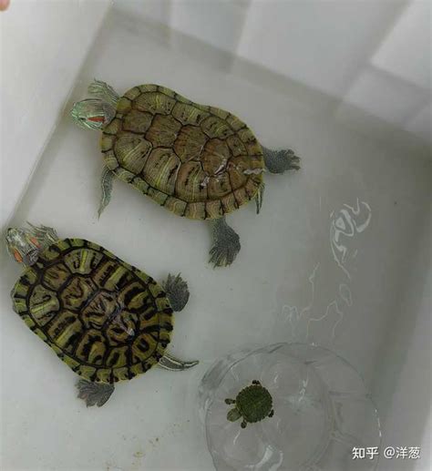 巴西幼龟室内养，过冬需要加热棒吗？ 知乎