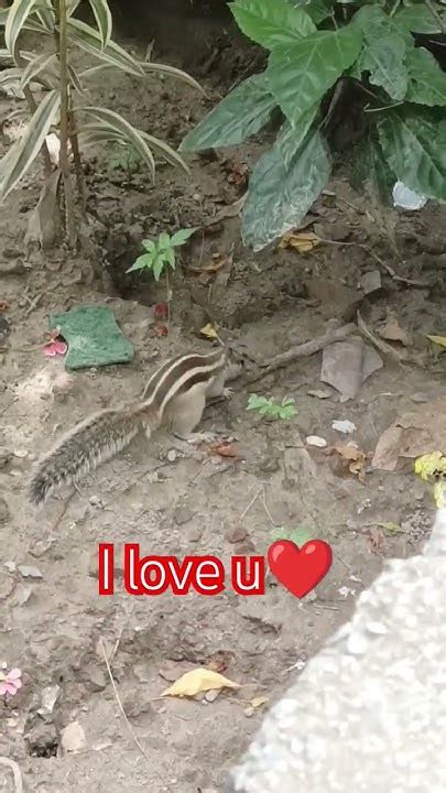 Squrell Activity 🥰😍ytstudio Cute Trending Vdohrsvlogger Youtube