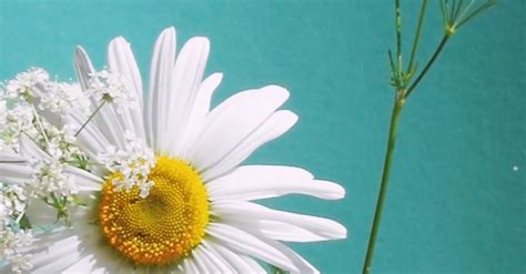 คลังวิดีโอฟรีของ กลีบดอก ก้านสีเขียว กายวิภาคของพืช การเคลื่อนที่ของดอกไม้ การเคลื่อนไหว