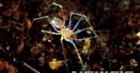 평생을 80m 동굴 속에 사는 이 거미 눈이 없다