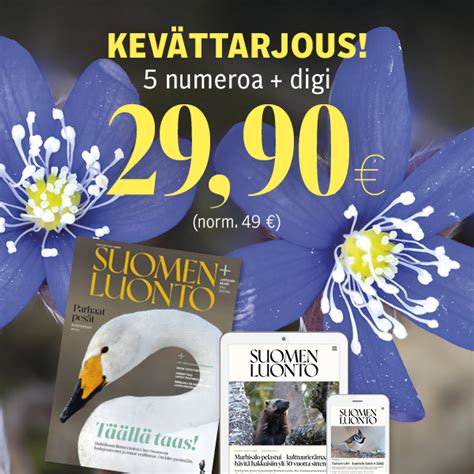 Suomen Luonto Talitiainen