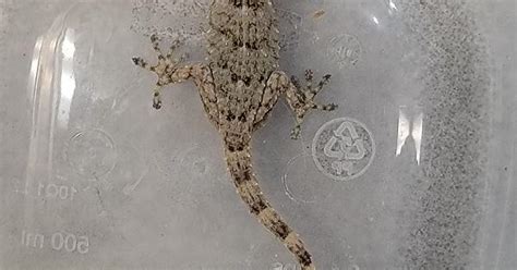 Gecko Album On Imgur