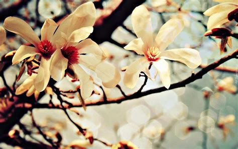 Krzew Magnolii Kwiaty
