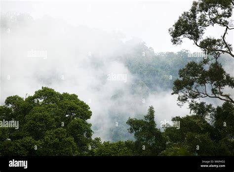 Emergent Trees In Tropical Lowland Dipterocarp Rainforest Canopy With