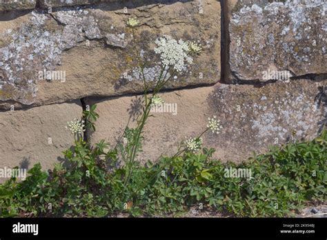 Queen Anne S Lace Wild Carrot Daucus Carota Daucus Carota Subsp