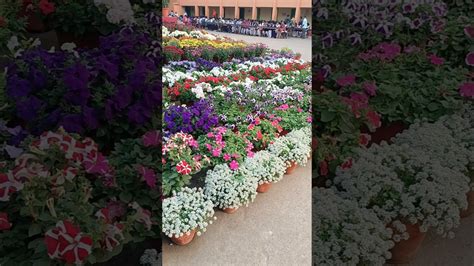 Viralvideo Cute Shorts Shortvideo Flowers Funny Love Youtube