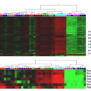 Microarray Analysis Of Human Samples Supervised Hierarchical