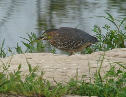 FOREST PARK ST LOUIS PHOTOS OF BIRDS SEEN IN PARK