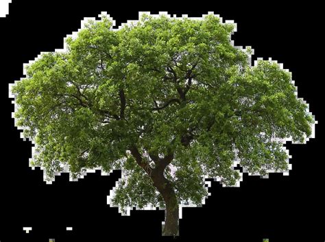 دانلود رایگان 40 عکس Png درخت با کیفیت بالا مخصوص فتوشاپ