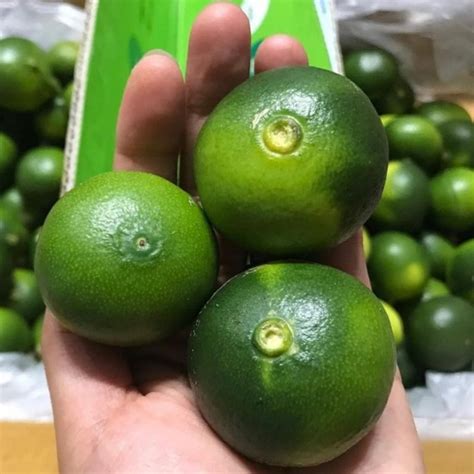 Bibit Jeruk Santang Madu Jual Bibit Pohon Jeruk Santang Madu Hijau