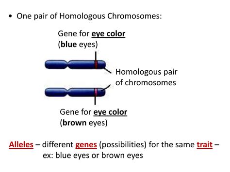 GENETICS Science Grade Curriculum Pptx Genetics Science