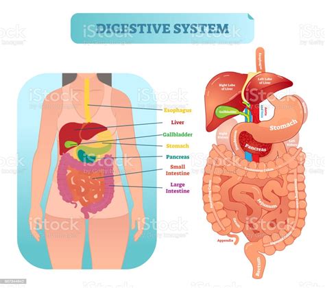 인간의 소화 시스템 내부 기관 해 부 벡터 일러스트 레이 션 다이어그램 소화기 계통에 대한 스톡 벡터 아트 및 기타 이미지 소화기 계통 다이어그램 복부 Istock