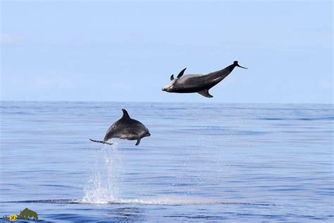 گزارش تکان‌دهنده از رفتار جنسی دلفین؛ از تجاوز گروهی تا انتقال بیماری