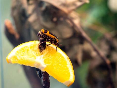 Premium Photo A Cockroach On An Orange Slice