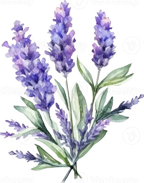 Lavender Flowers Watercolor Illustration 24045806 Png