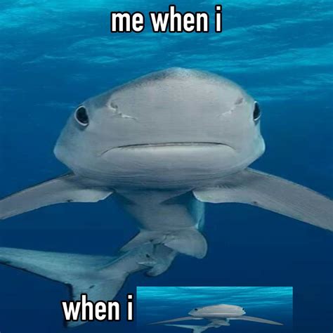 Adorable Shark Wallpapers Artofit