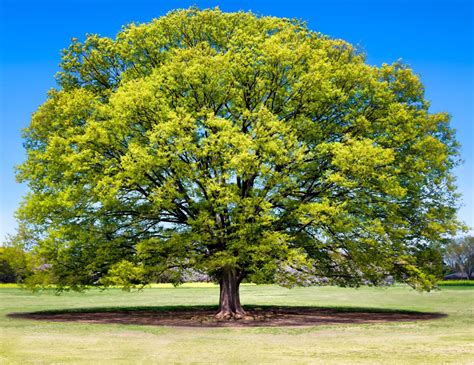 Types Of Elm Trees With Their Bark And Leaves Identification Guide