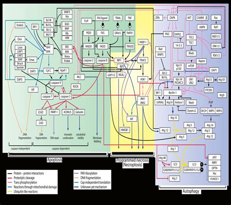 Harnessing The PCD Network For Disease Treatment Adi Kimchi Lab