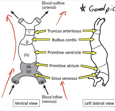 Cardiac Embryology Flashcards Quizlet
