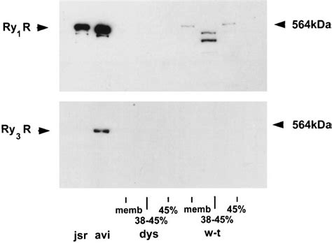 Sucrose Density Gradient Purification Does Not Reveal Ryanodine