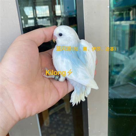 牡丹鹦鹉松石伊莎牡丹鹦鹉紫伊莎大山谷图库