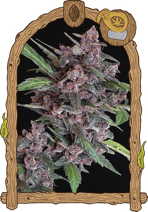 Black Lemon Auto Exotic Seeds Annibale Seedshop