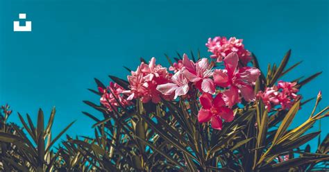 Foto Flores Rosadas Con Hojas Verdes Imagen Ghana Gratis En Unsplash