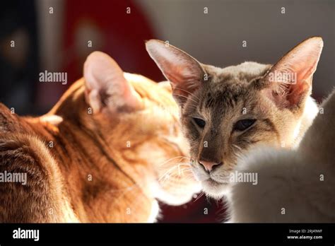 The Two Domestic Cats Cuddling Together In A Cozy And Relaxed Position