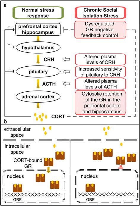 Effect Of Chronic Social Isolation Csis On Download Scientific Diagram