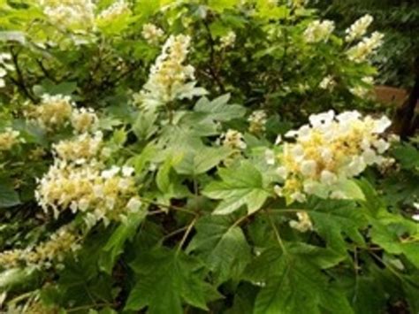 Hydrangea Quercifolia Sikes Dwarf Oakleaf Hydrangea Winding