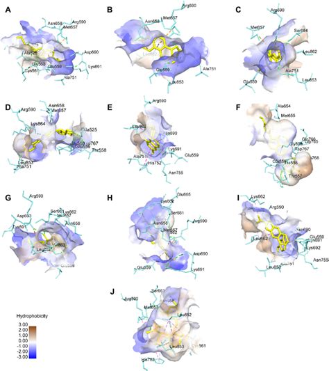 Amino Acid Interactions Of Daidzin A Glycitin B Genistin C