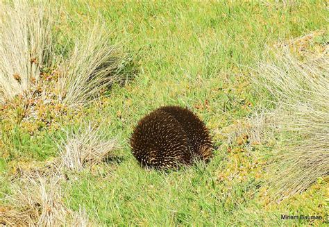 Short Beaked Echidna Travels With Birds