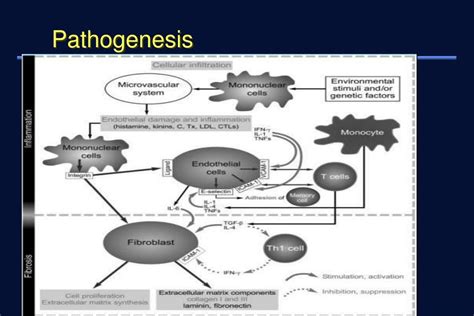 Ppt Scleroderma Systemic Sclerosis Powerpoint Presentation Free Download Id 6887160