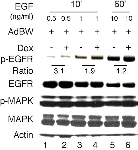 Lrba Is Involved In The Regulation Of Egfr Signaling Adbwgfp Treated Download Scientific