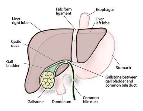 Checking On With The Best Gallbladder Surgeon In Mumbai