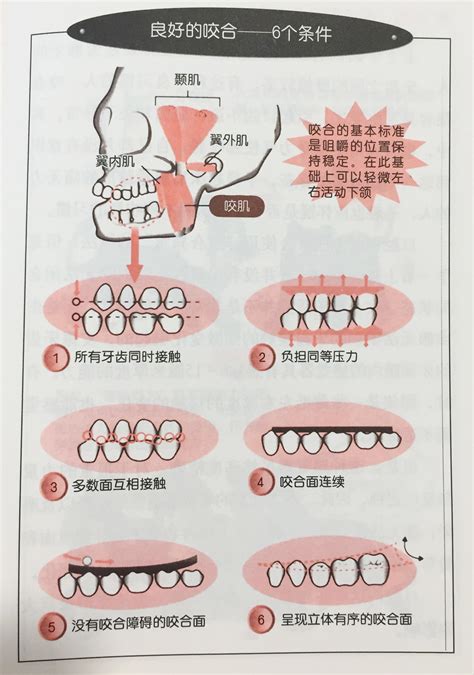 标准门牙咬合图正常 自然 第10页 大山谷图库