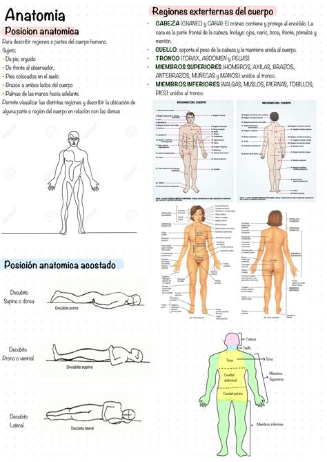 SOLUTION: Anatomia - Studypool