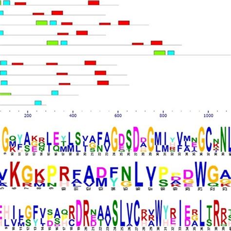 The Phylogenetic Relationship Of Auxin Signaling F Box Proteins Of