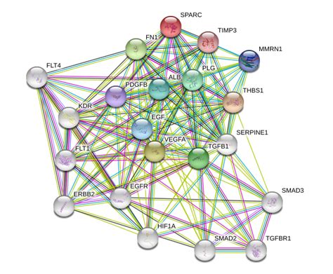 Sparc Protein Overview Sino Biological