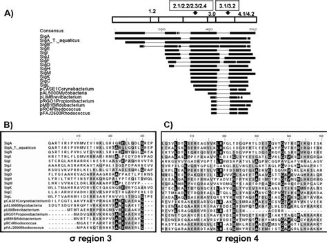 global alignment of mycobacterium tuberculosis ␴ factors with repb like