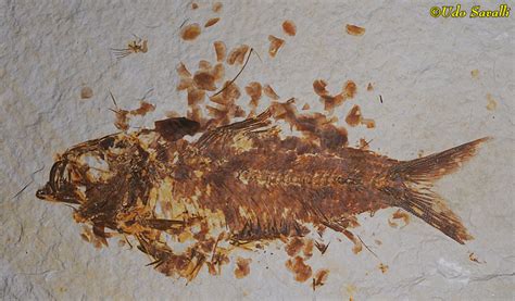 Bio113 Fossil Review