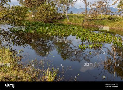 Small Lake With Water Plants And Beautifully Surrounded By Trees In The