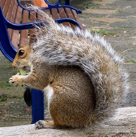 Big Fluffy Tail 😁 Rsquirrels